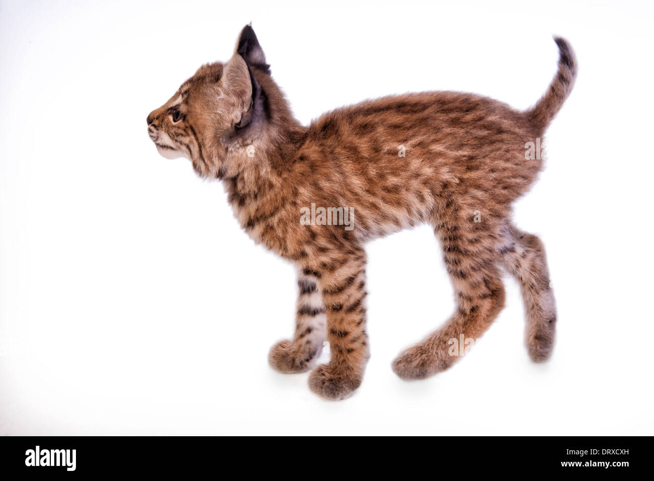 Baby bobcat hi-res stock photography and images - Alamy