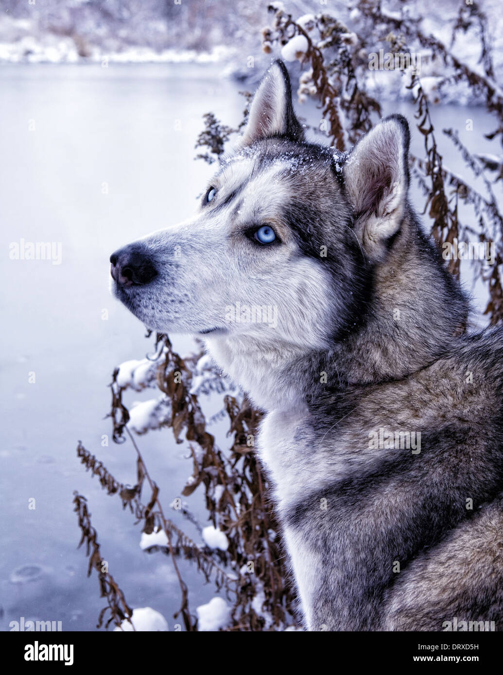 Siberian Husky dog head shot portrait outdoors in snow Stock Photo - Alamy