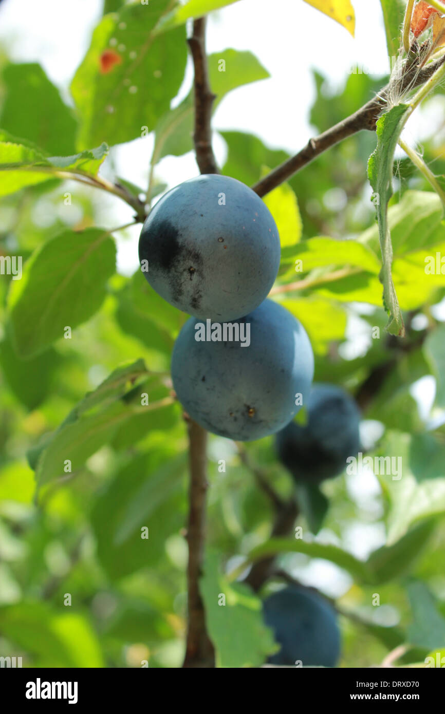 The sugar plum tree hi-res stock photography and images - Alamy