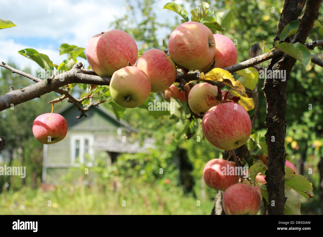 Apples hanging on the tree hi-res stock photography and images - Alamy