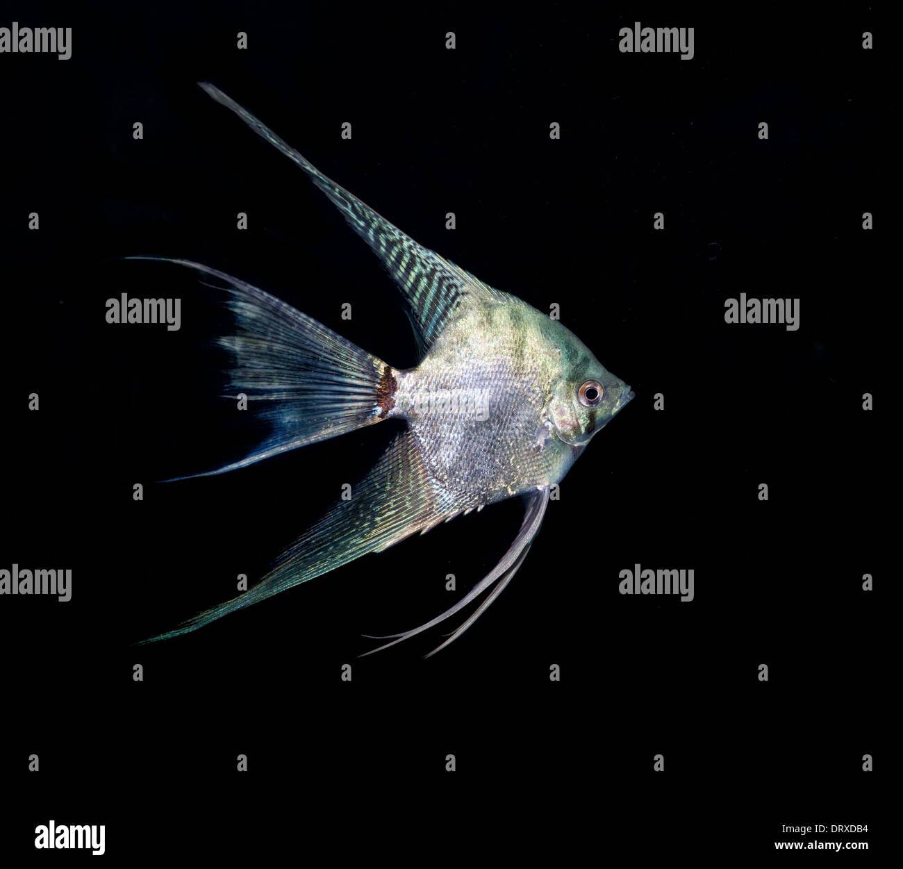 Blue silver veil tail angel fish side view isolated on black Stock ...