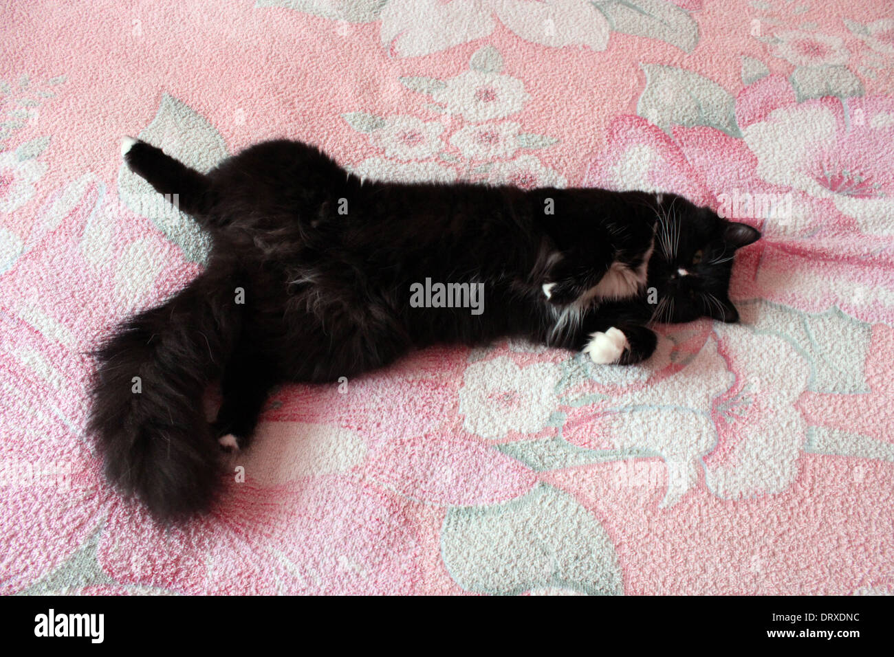 Pink cat bed hi-res stock photography and images - Alamy