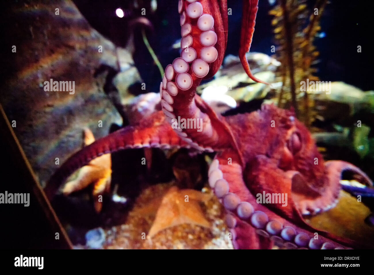 Georgia aquarium octopus hi-res stock photography and images - Alamy