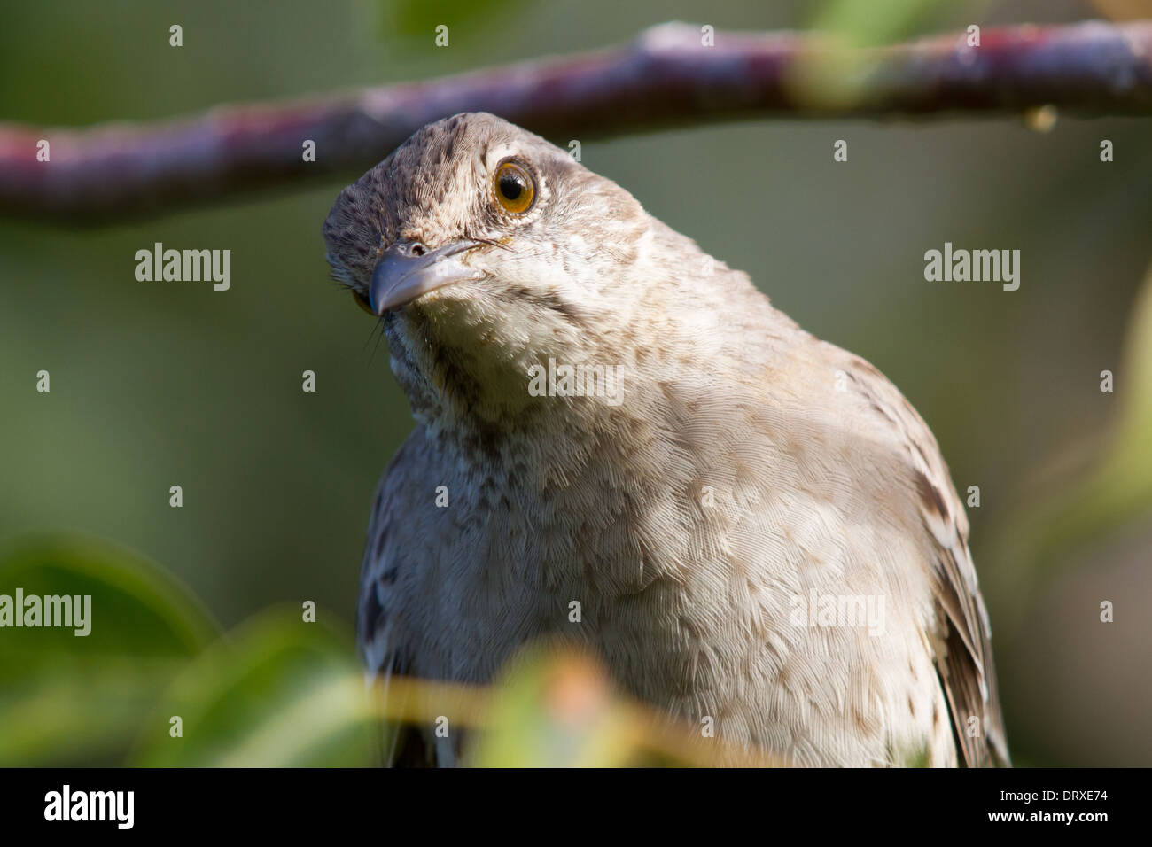 Bahama Mockingbird (Mimus gundlachii Stock Photo - Alamy