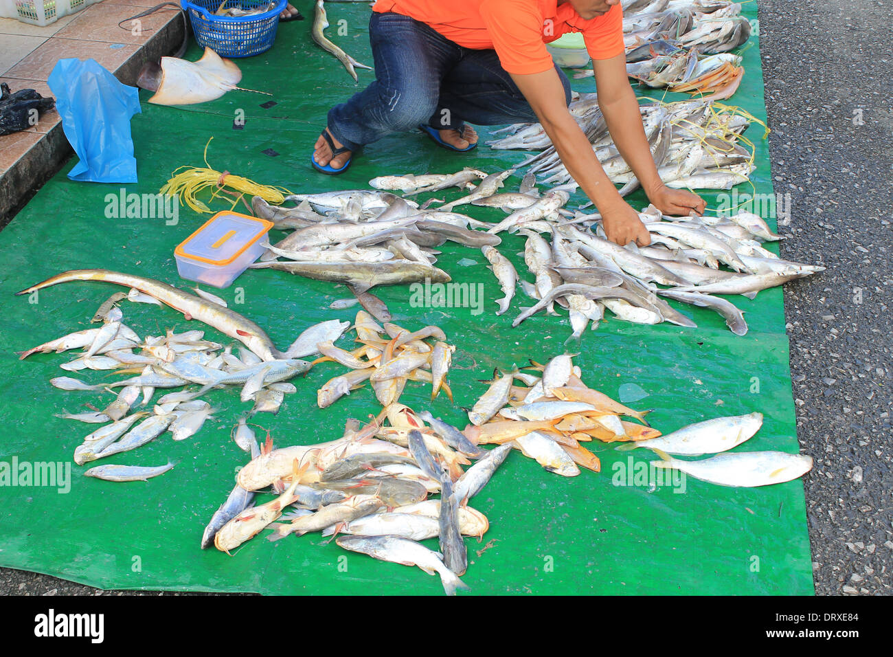 Variety of fishes at market Stock Photo - Alamy