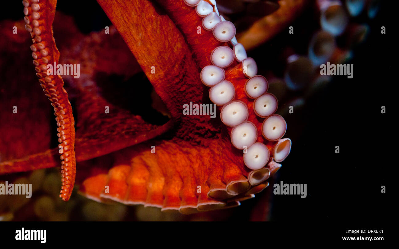 Georgia aquarium octopus hi-res stock photography and images - Alamy