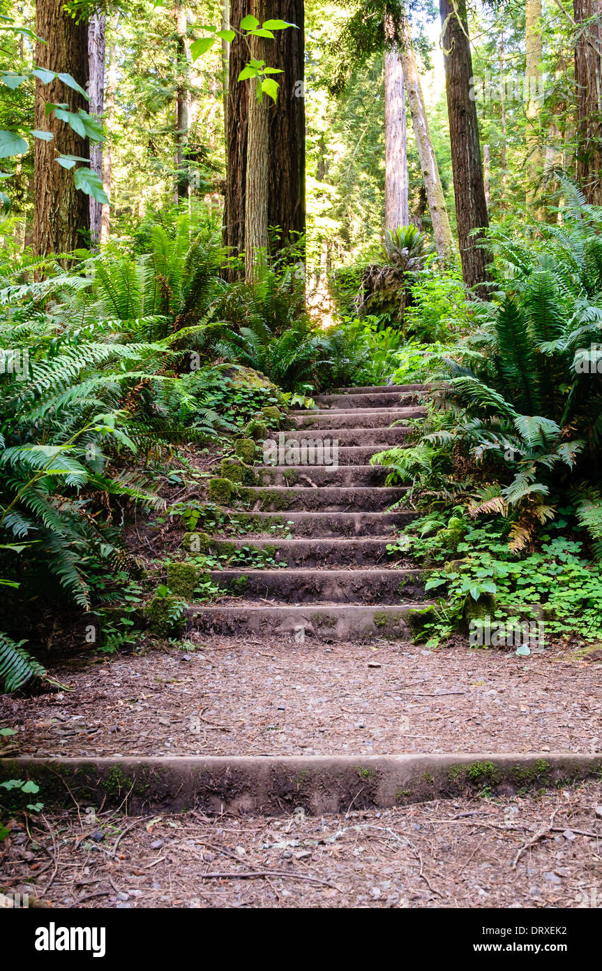 Walking path with steps through a redwood forest in Arcata, California ...