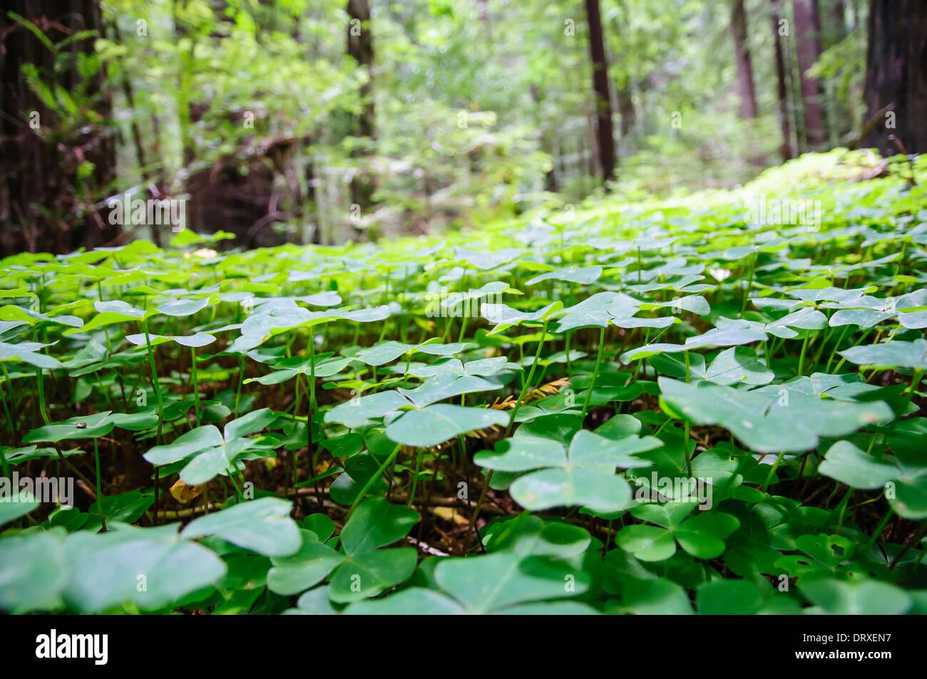 Wood sorrel ground cover in redwood forest in Northern California Stock ...