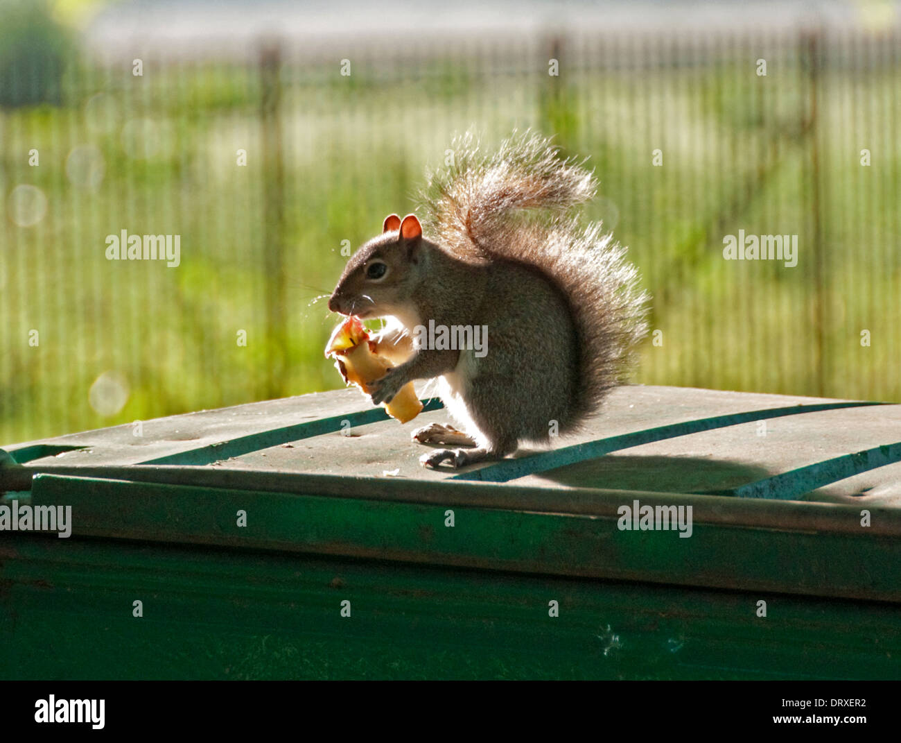 Squirrel eating an apple core hi-res stock photography and images - Alamy