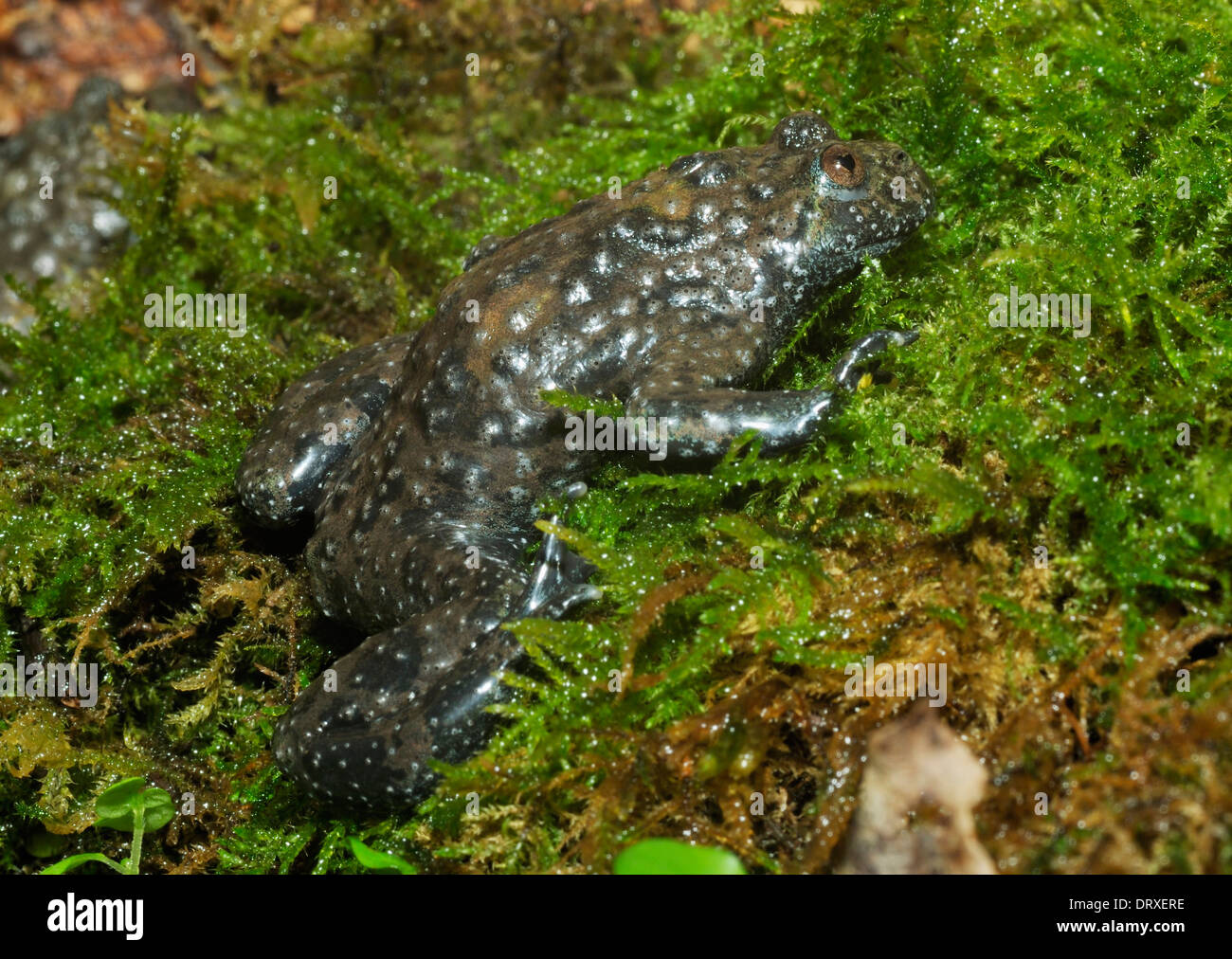 Yellow-bellied Toad - Bombina variegata Stock Photo - Alamy