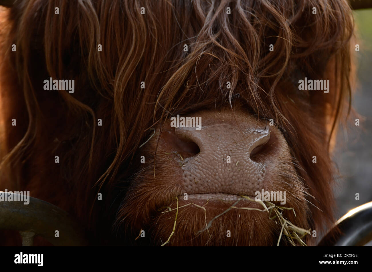 Close up highland cows nose hi-res stock photography and images - Alamy