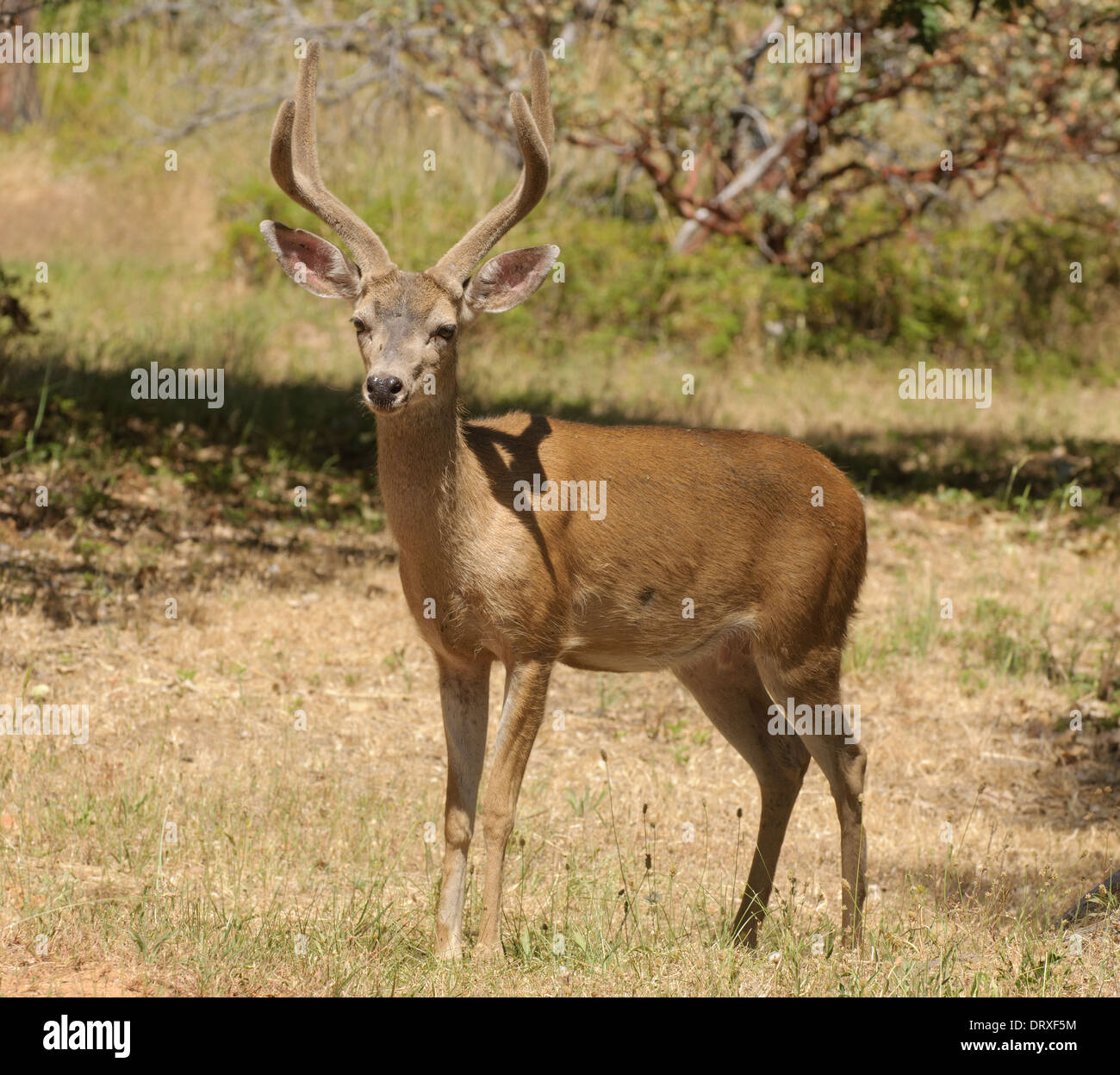 Californian Black-tailed buck Stock Photo - Alamy