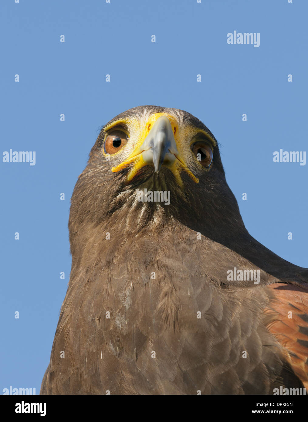 Closeup of a Harris Hawk Stock Photo - Alamy