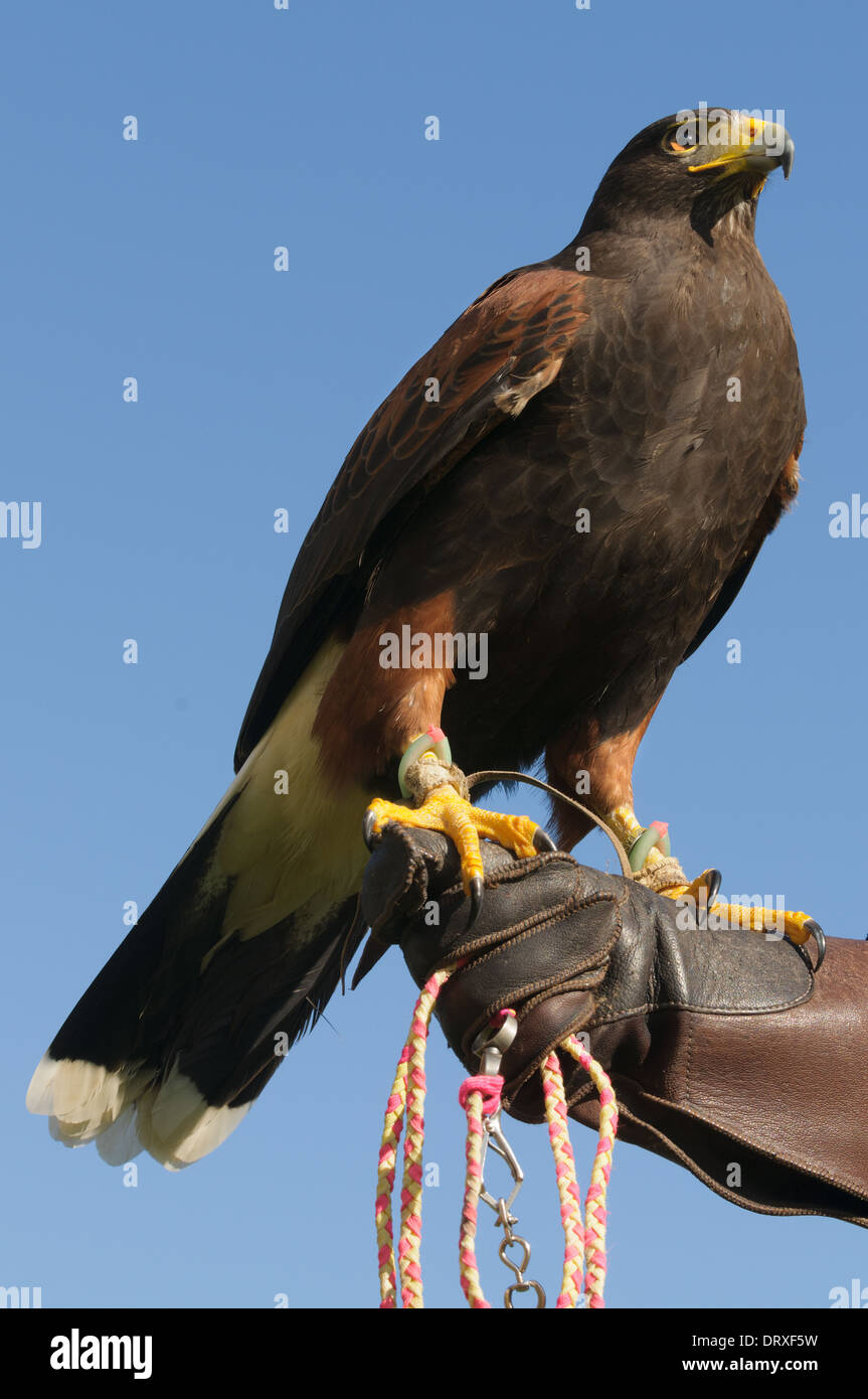 Harris hawk hi-res stock photography and images - Alamy