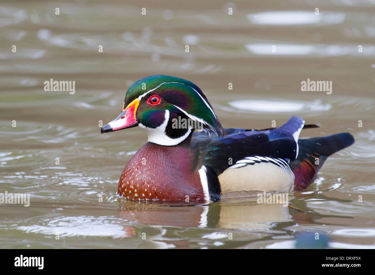 Male wood duck (Aix sponsa) portrait Stock Photo - Alamy