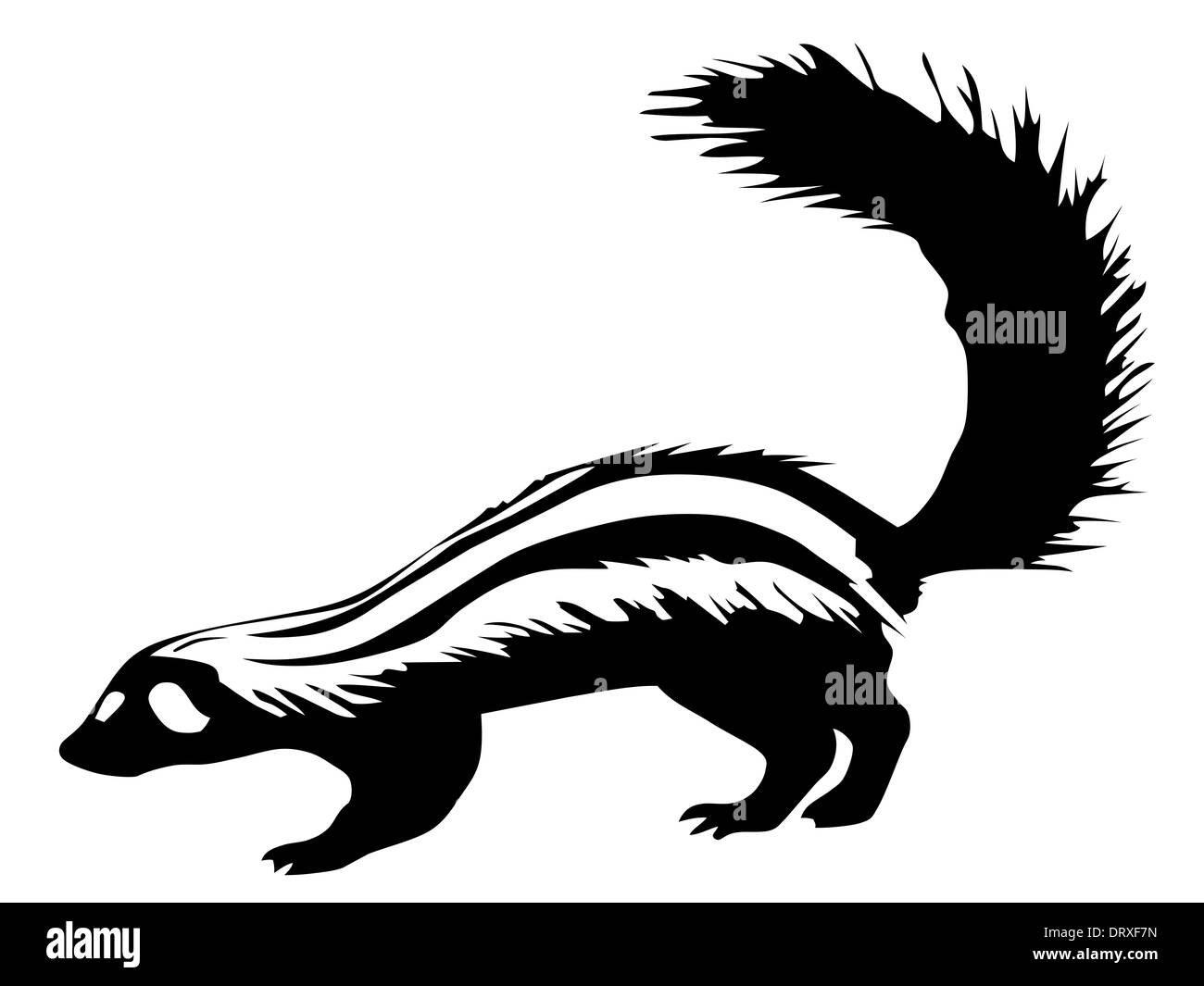 Baby striped skunk Black and White Stock Photos & Images - Alamy