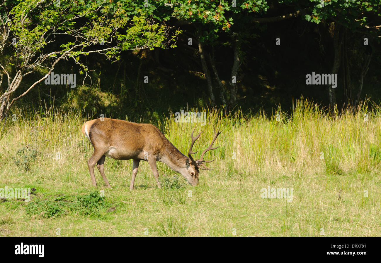 Red deer - stag feeding Stock Photo - Alamy