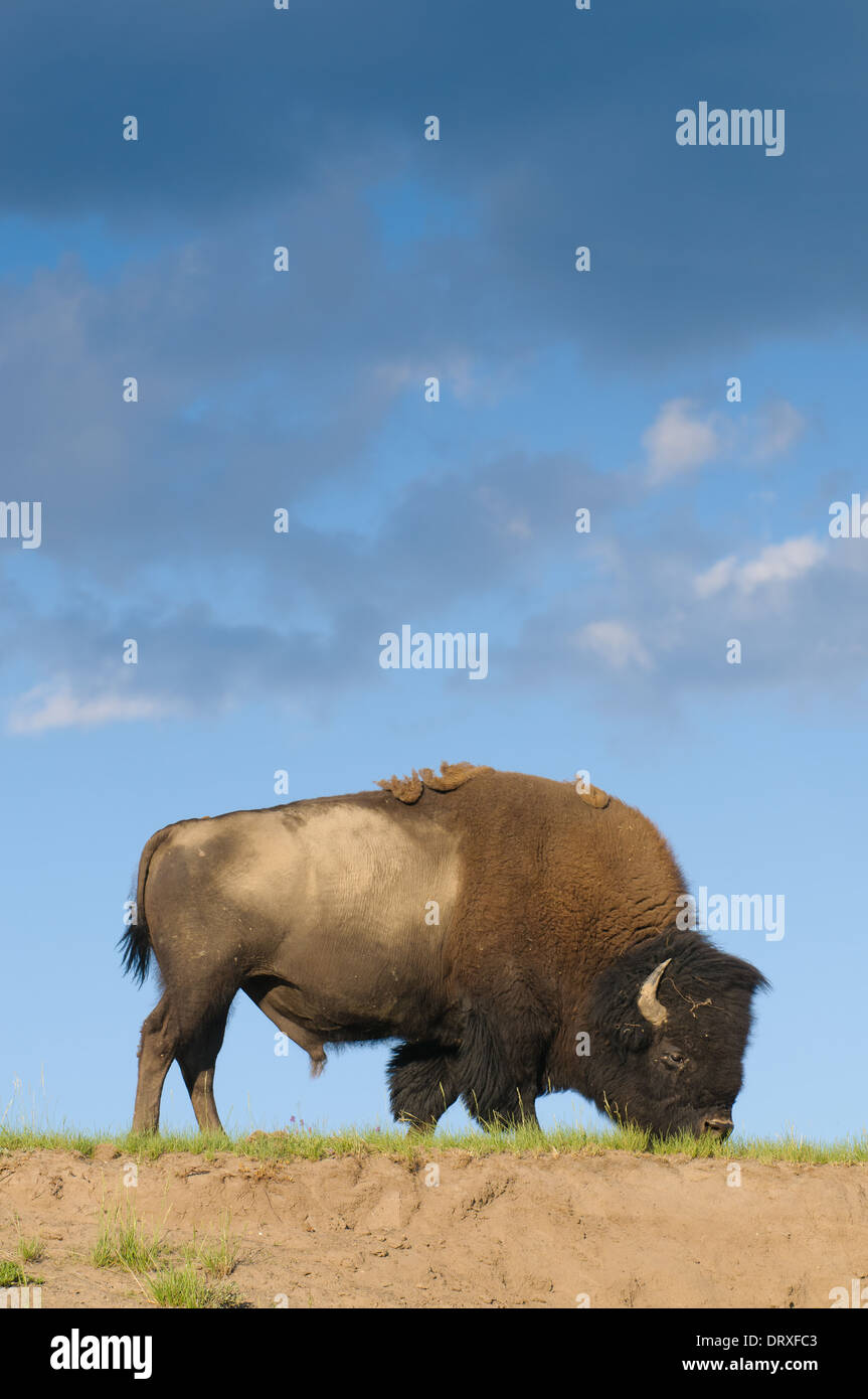 Buffalo in yellowstone hi-res stock photography and images - Alamy