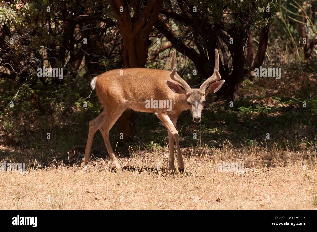Californian Black-tailed buck Stock Photo - Alamy