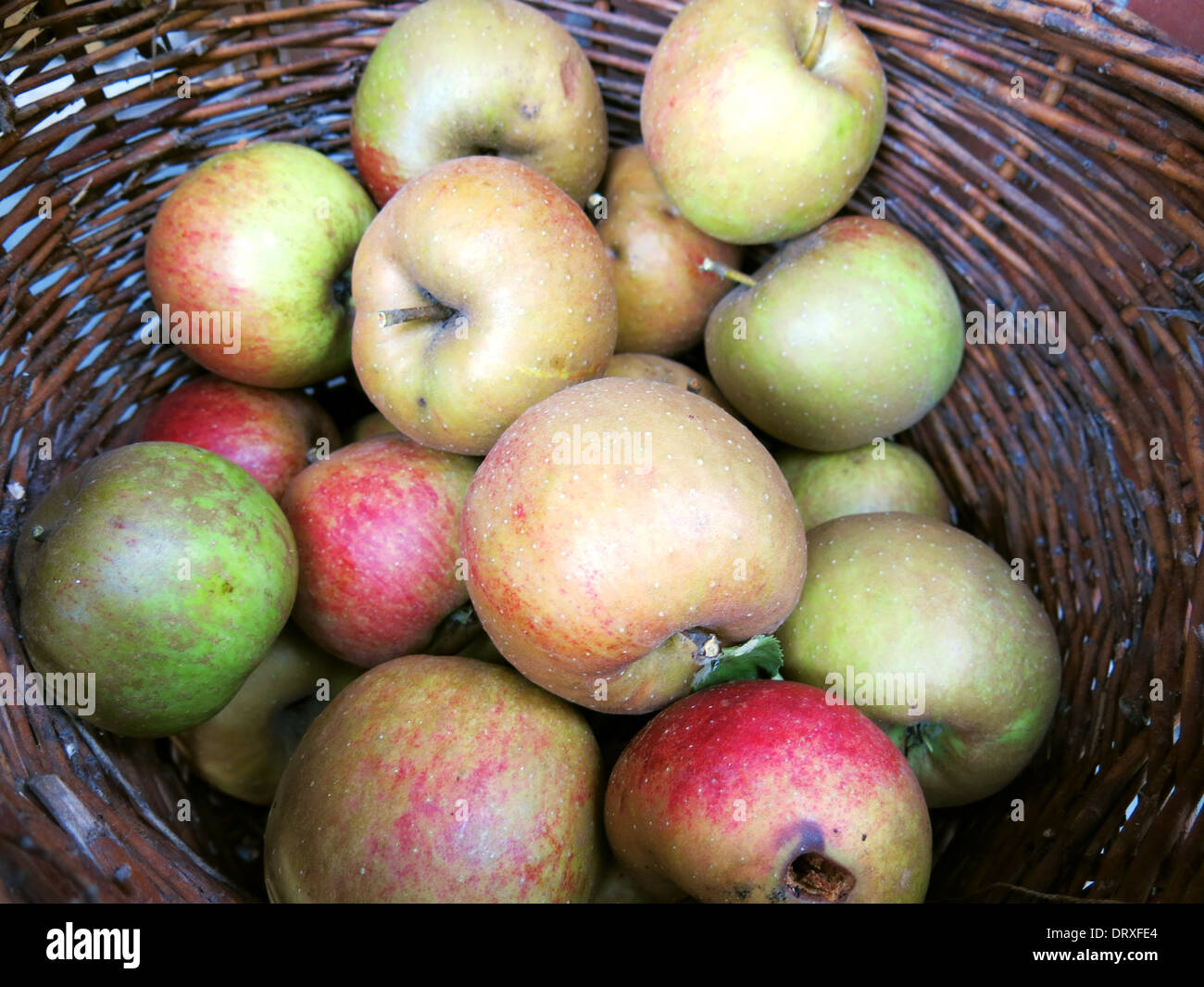 Fresh picked apples Stock Photo - Alamy