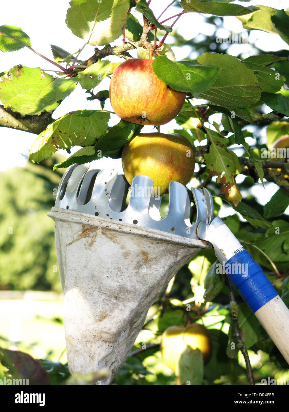 Organic fruit cultivation Stock Photo - Alamy