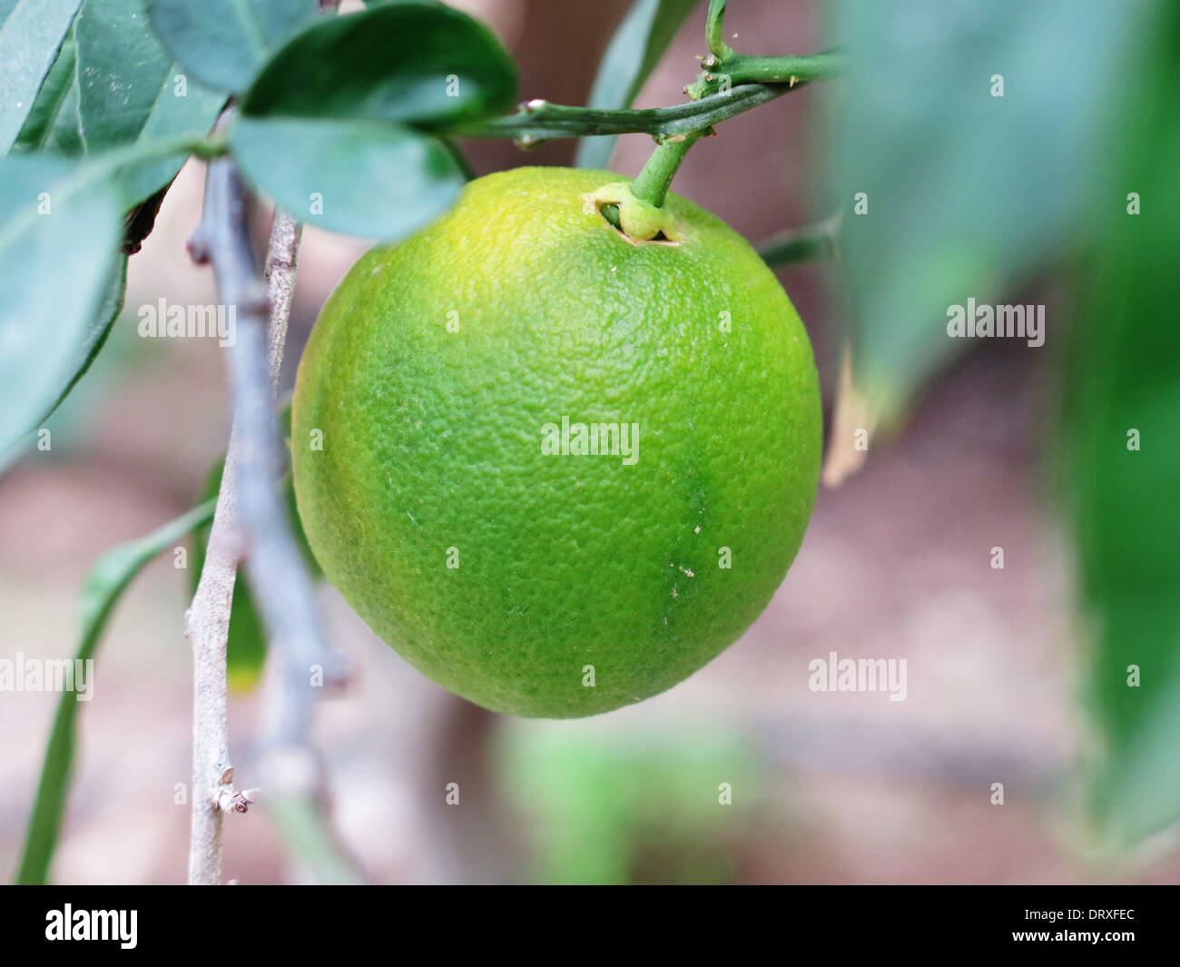 Limes growing on tree hi-res stock photography and images - Alamy