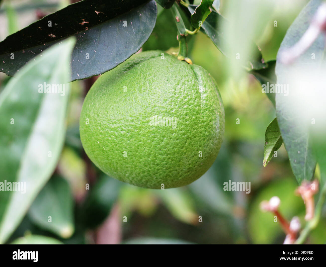 Nature lime tree hi-res stock photography and images - Alamy