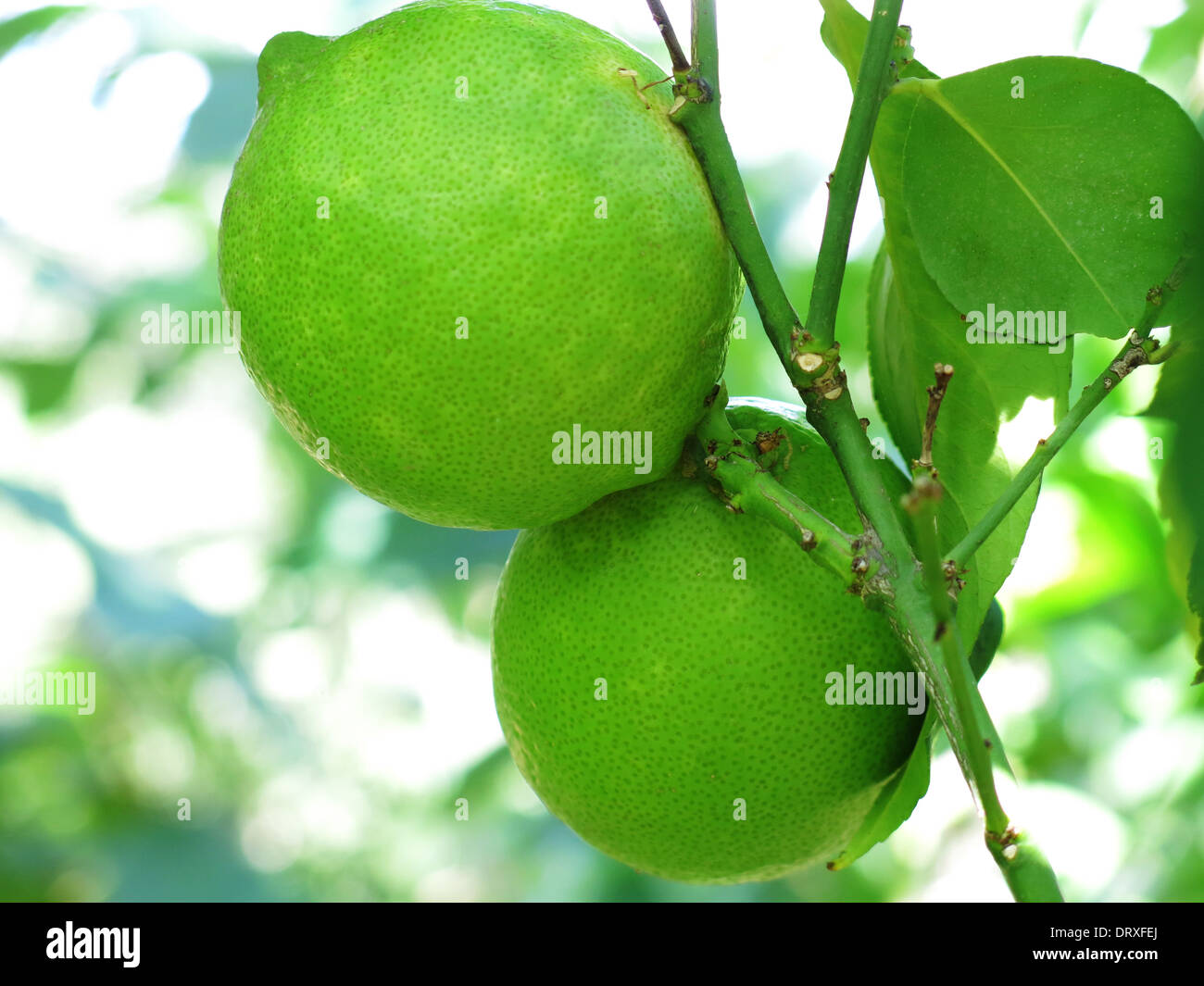 Lime tree hi-res stock photography and images - Alamy