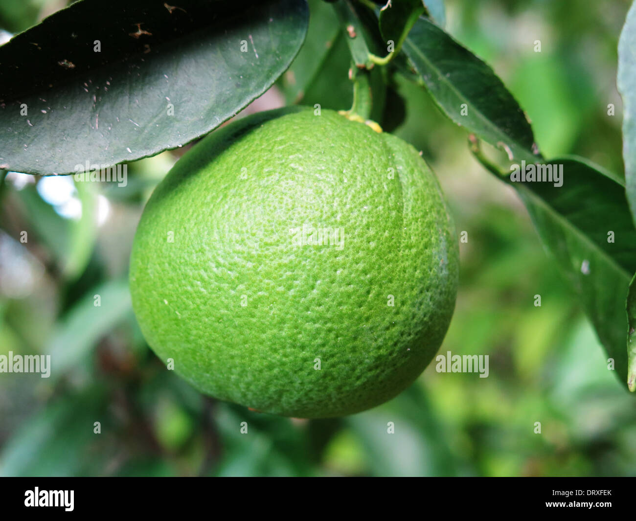 Limes fruits hi-res stock photography and images - Alamy