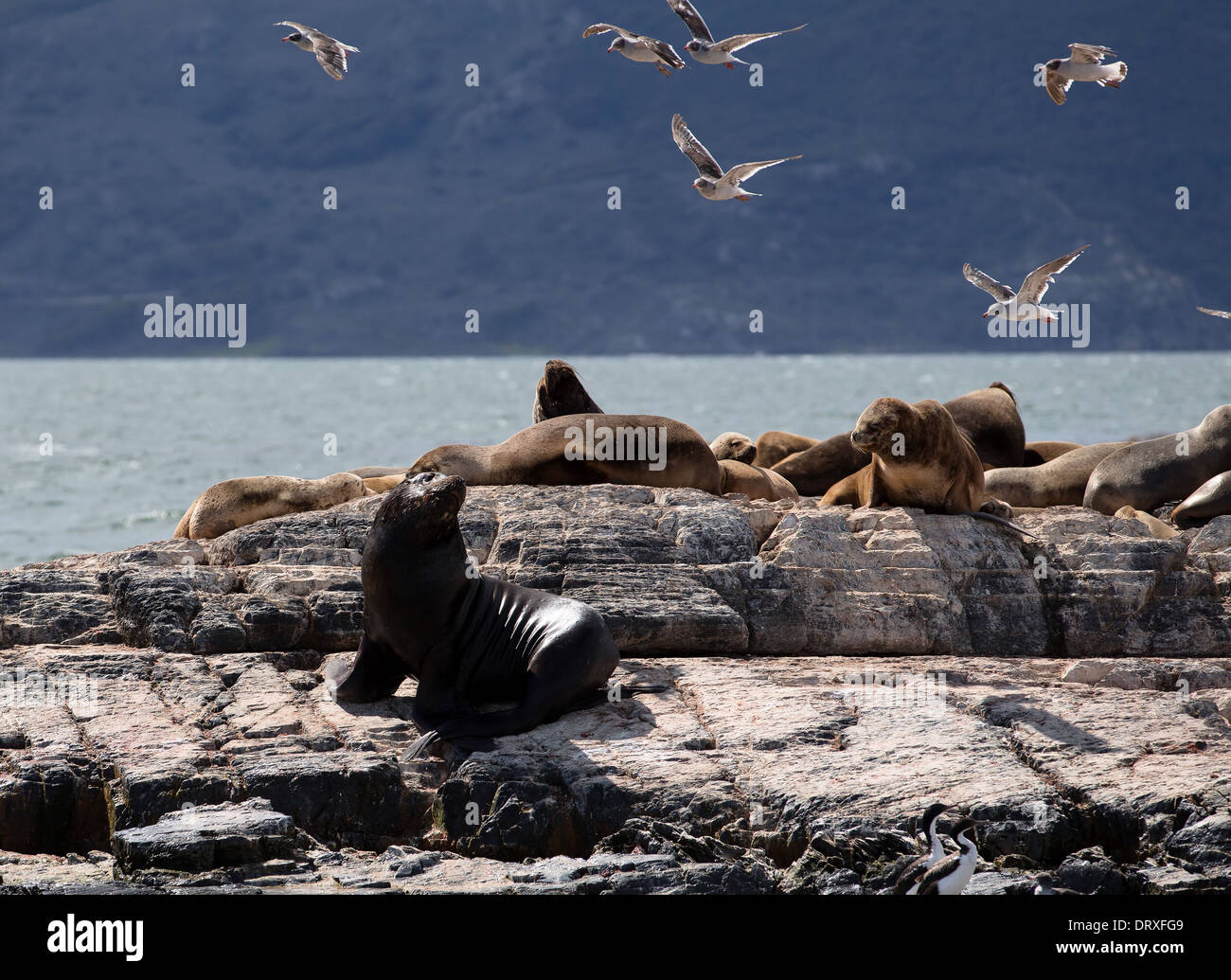 Beagle channel birds hi-res stock photography and images - Alamy
