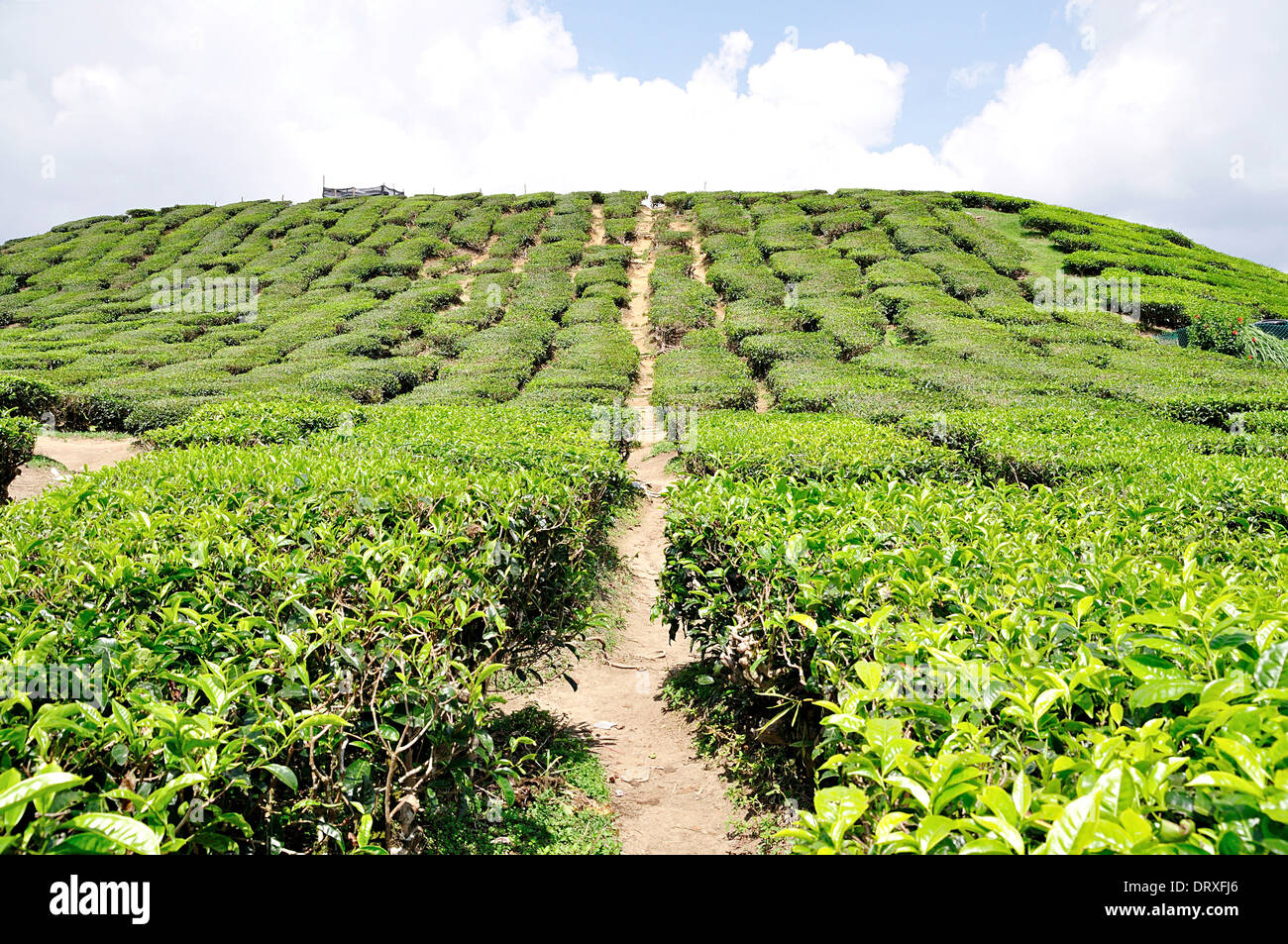 Cameron highlands mountains tea hi-res stock photography and images - Alamy