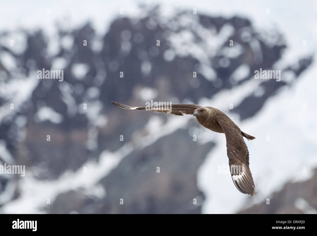Flying penguin hi-res stock photography and images - Alamy