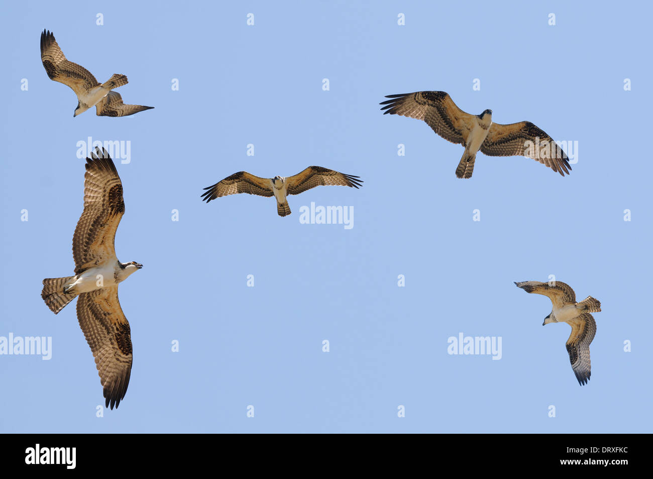Indigenous raptor hi-res stock photography and images - Alamy