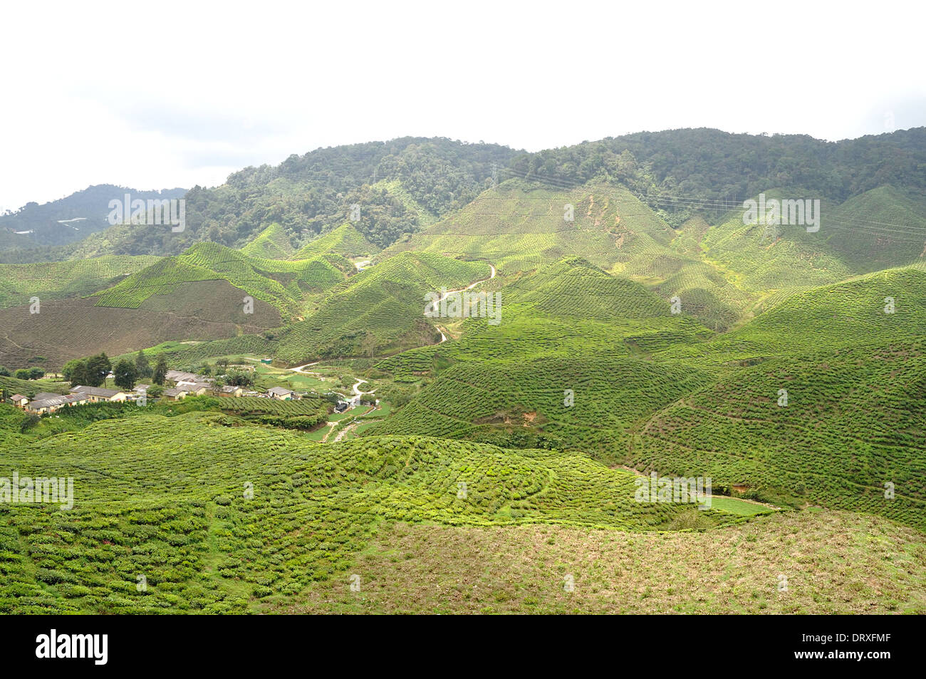 Tea Plantations at Cameron Highlands Stock Photo - Alamy