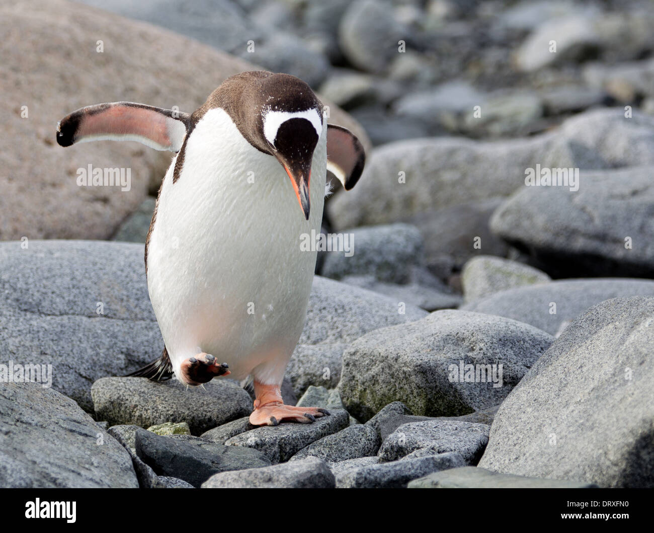 Jumping Gentoo Penguin Jumping from rock to rock Stock Photo - Alamy