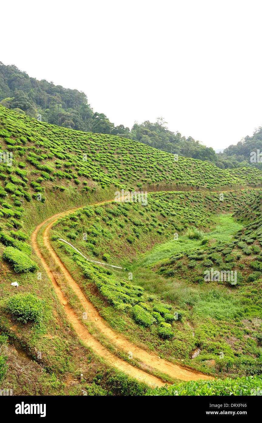 View tea plantation cameron hi-res stock photography and images - Alamy