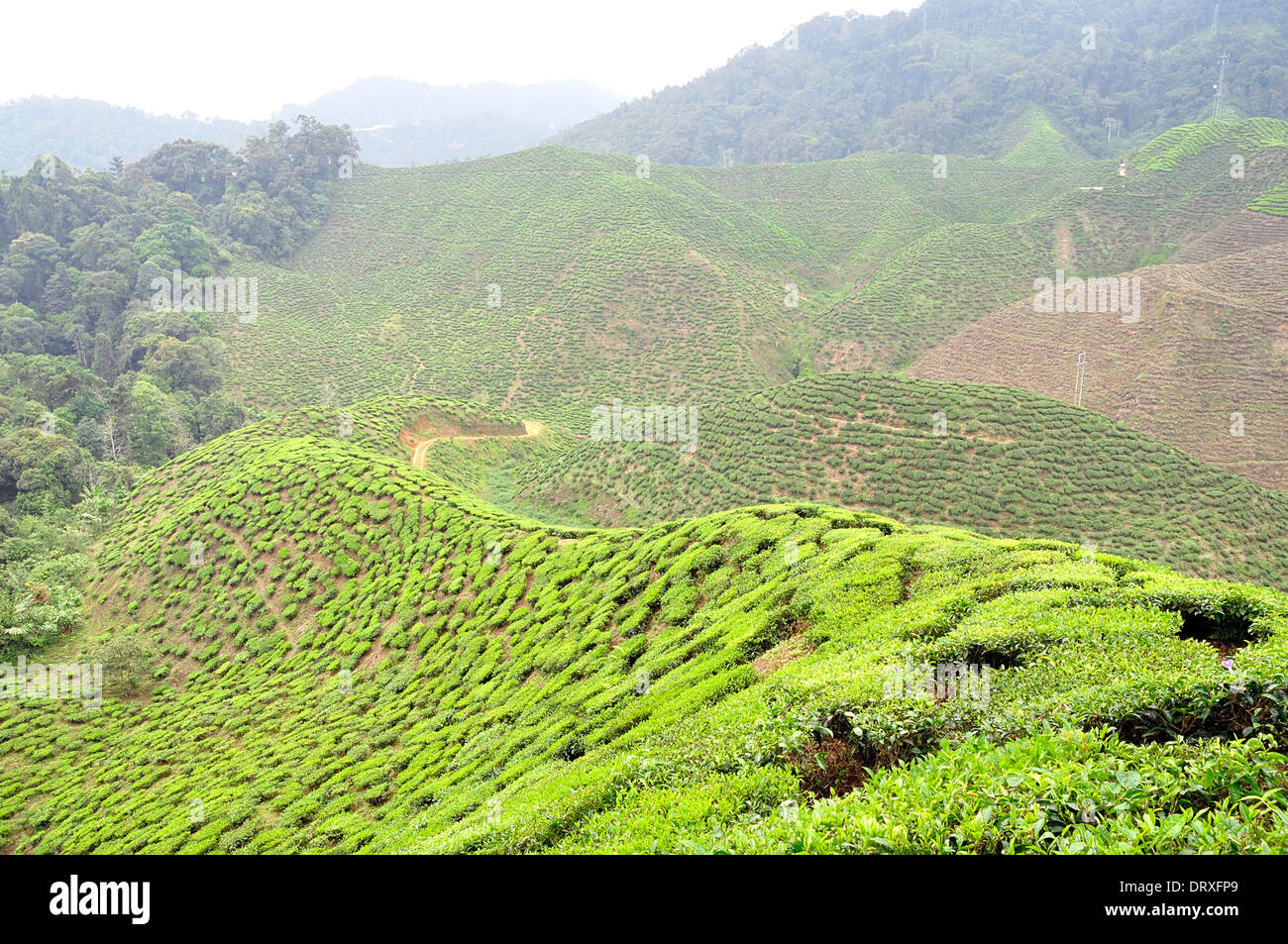 Tropical highland hi-res stock photography and images - Alamy