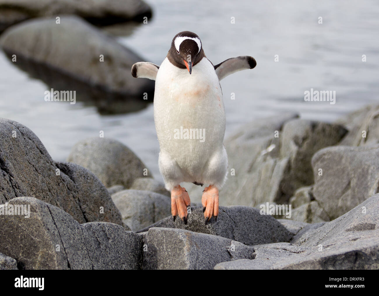 Penguin jumping water hi-res stock photography and images - Alamy