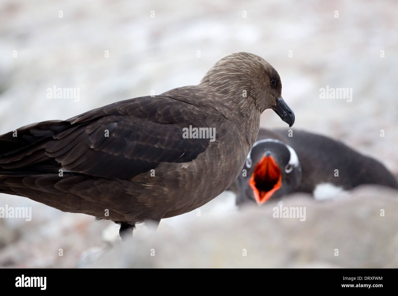 Skua penguin hi-res stock photography and images - Alamy