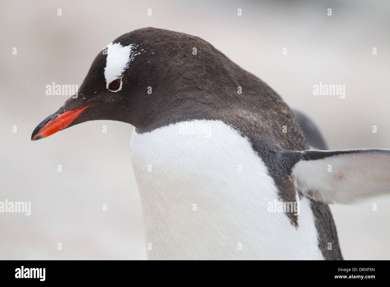 Gentoo Penguin in Antarctica Stock Photo - Alamy