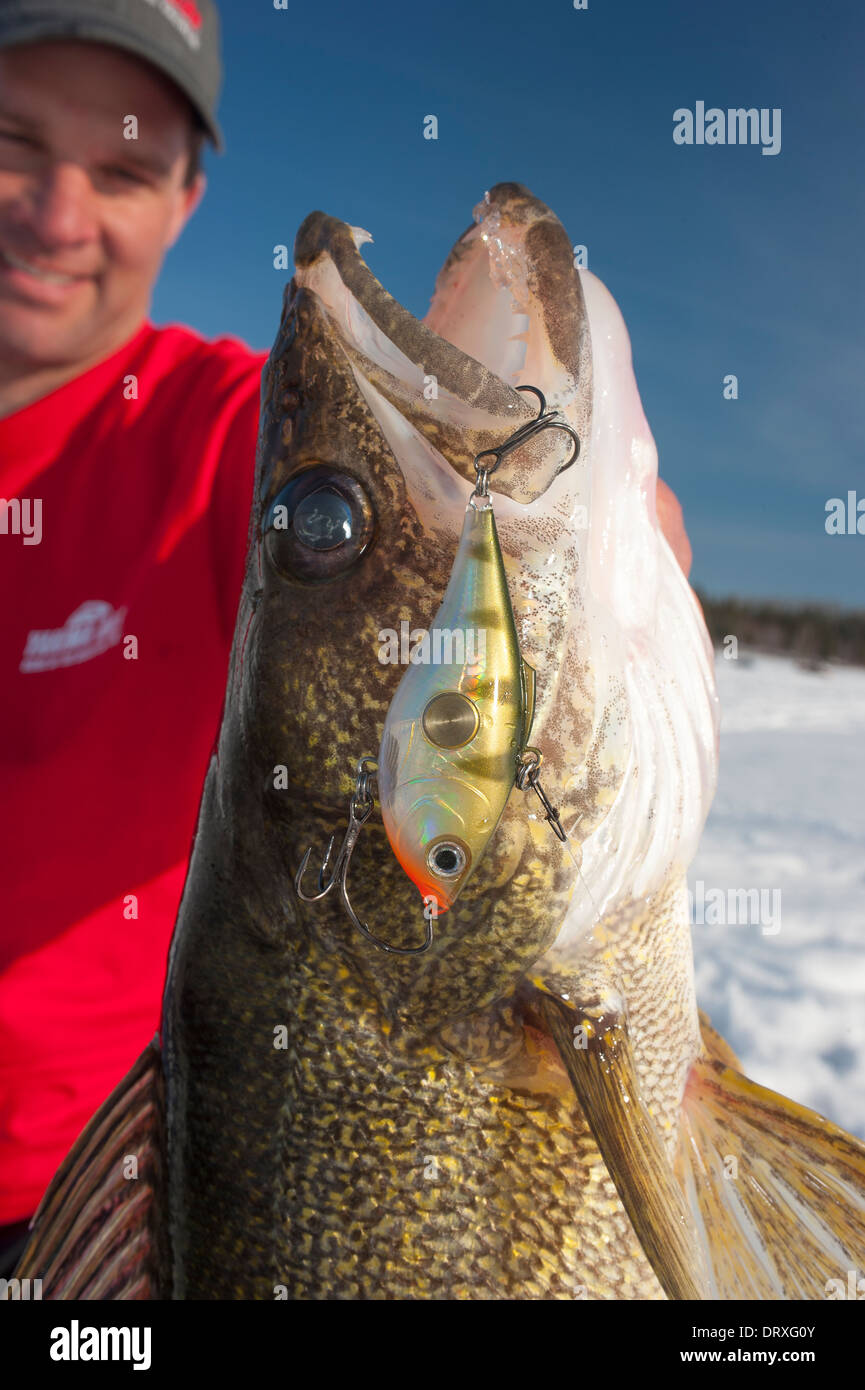Fisherman holds up a large winter walleye caught ice fishing Stock ...