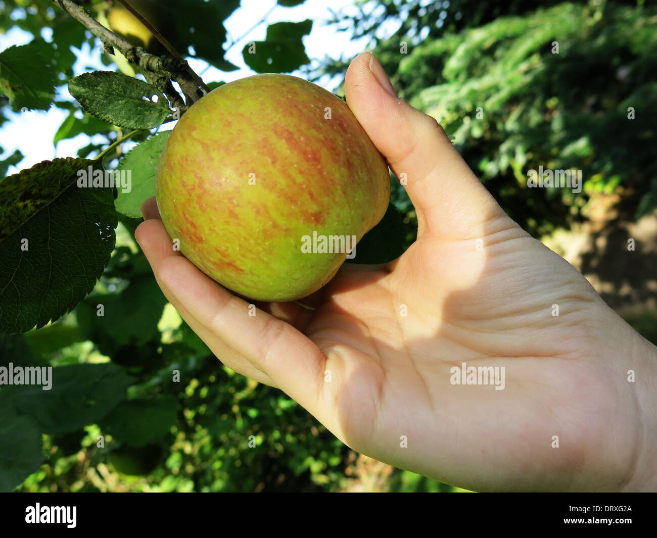 Organic fruit cultivation Stock Photo - Alamy