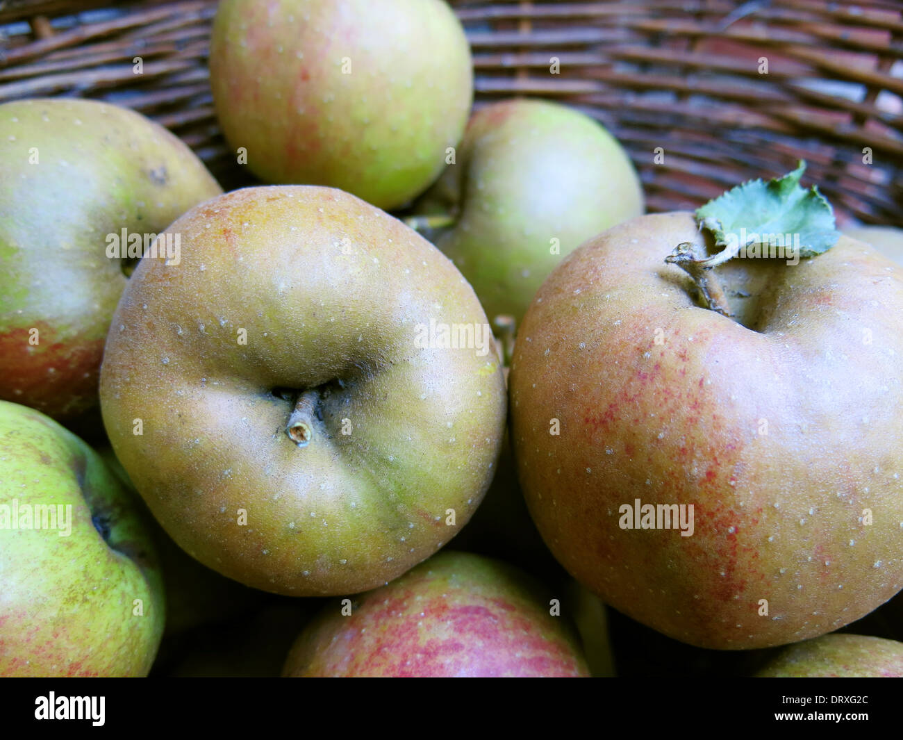 Fresh picked apples Stock Photo - Alamy