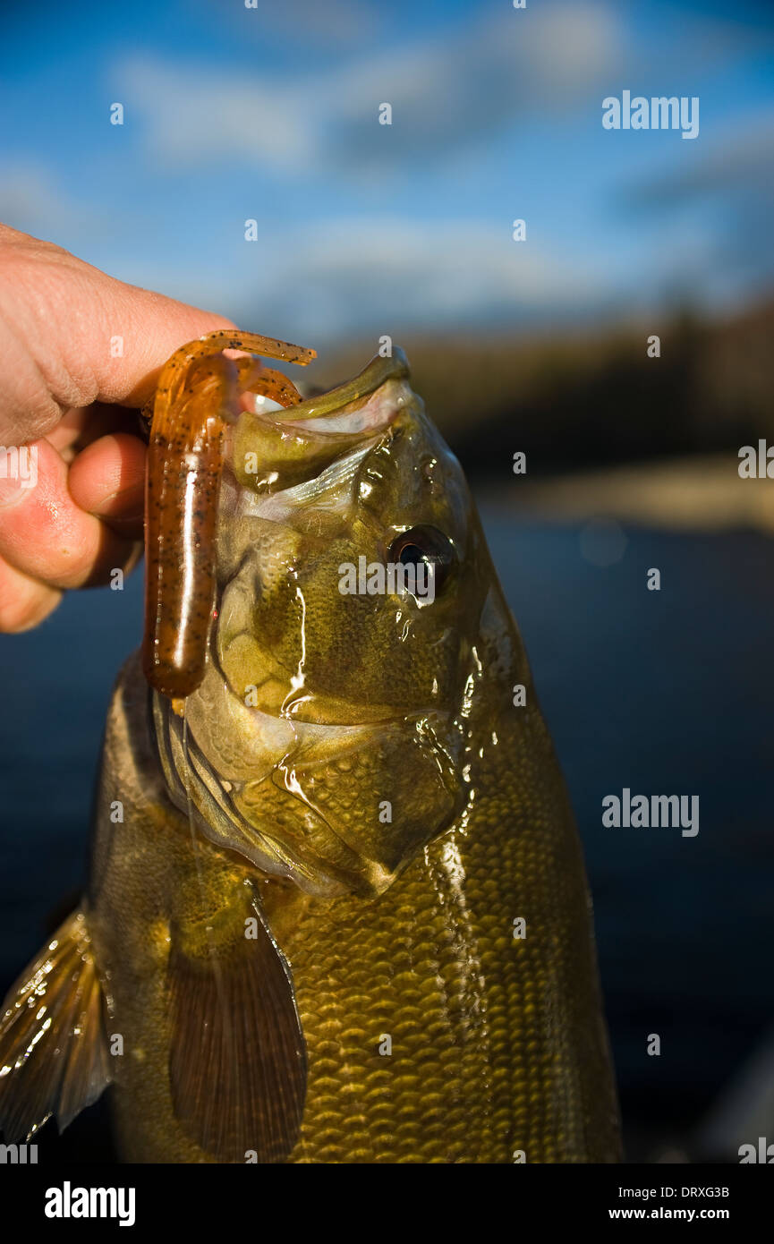 Bass lure hi-res stock photography and images - Alamy
