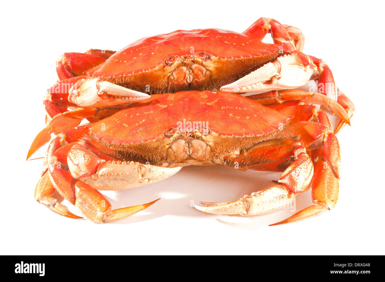 Cooked Crabs High Resolution Stock Photography and Images - Alamy