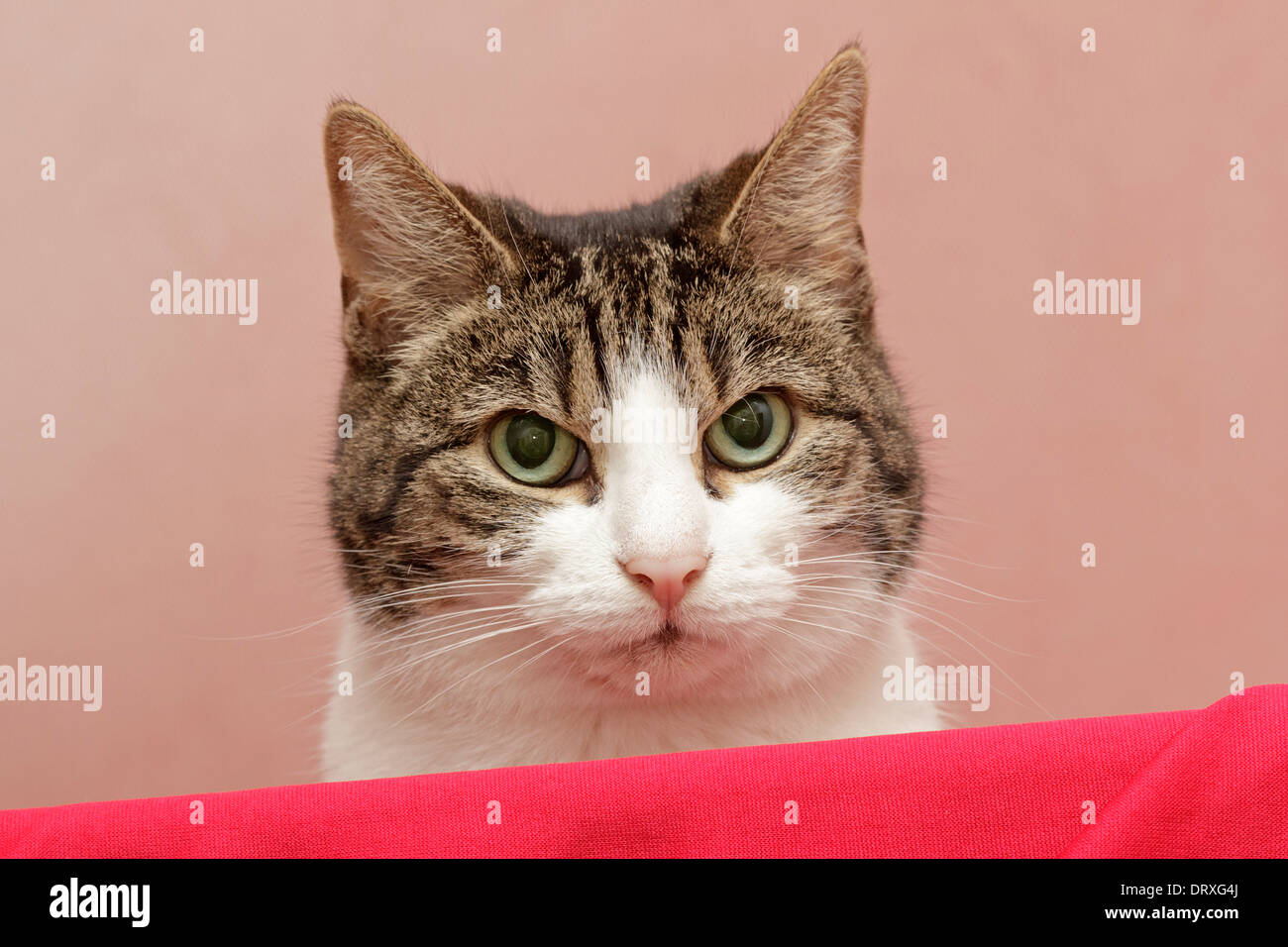 portrait of a tabby cat Stock Photo - Alamy