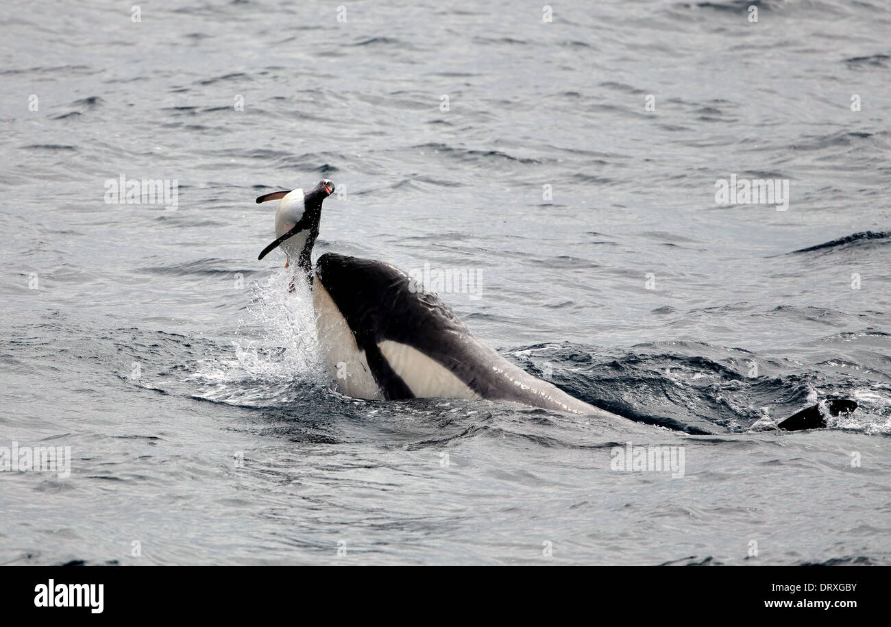 Killer whale chasing and catching a Gentoo Penguin before eating it ...