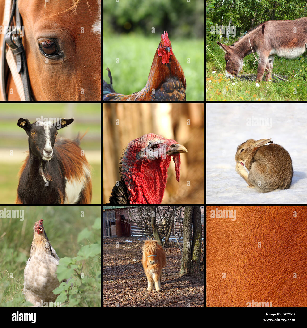 nine animals from the farm forming collection for design Stock Photo ...
