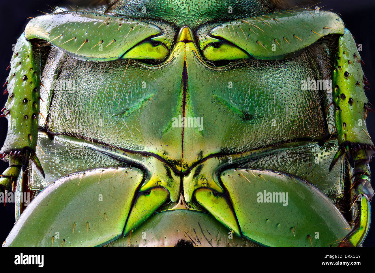Chrysina hi-res stock photography and images - Alamy