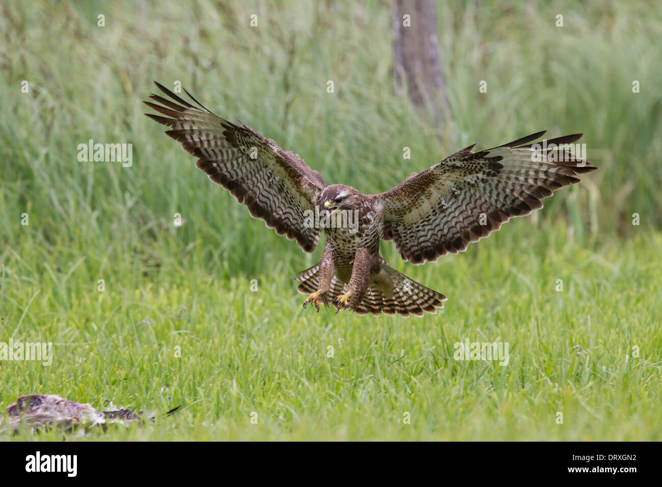 Bussard landung hi-res stock photography and images - Alamy